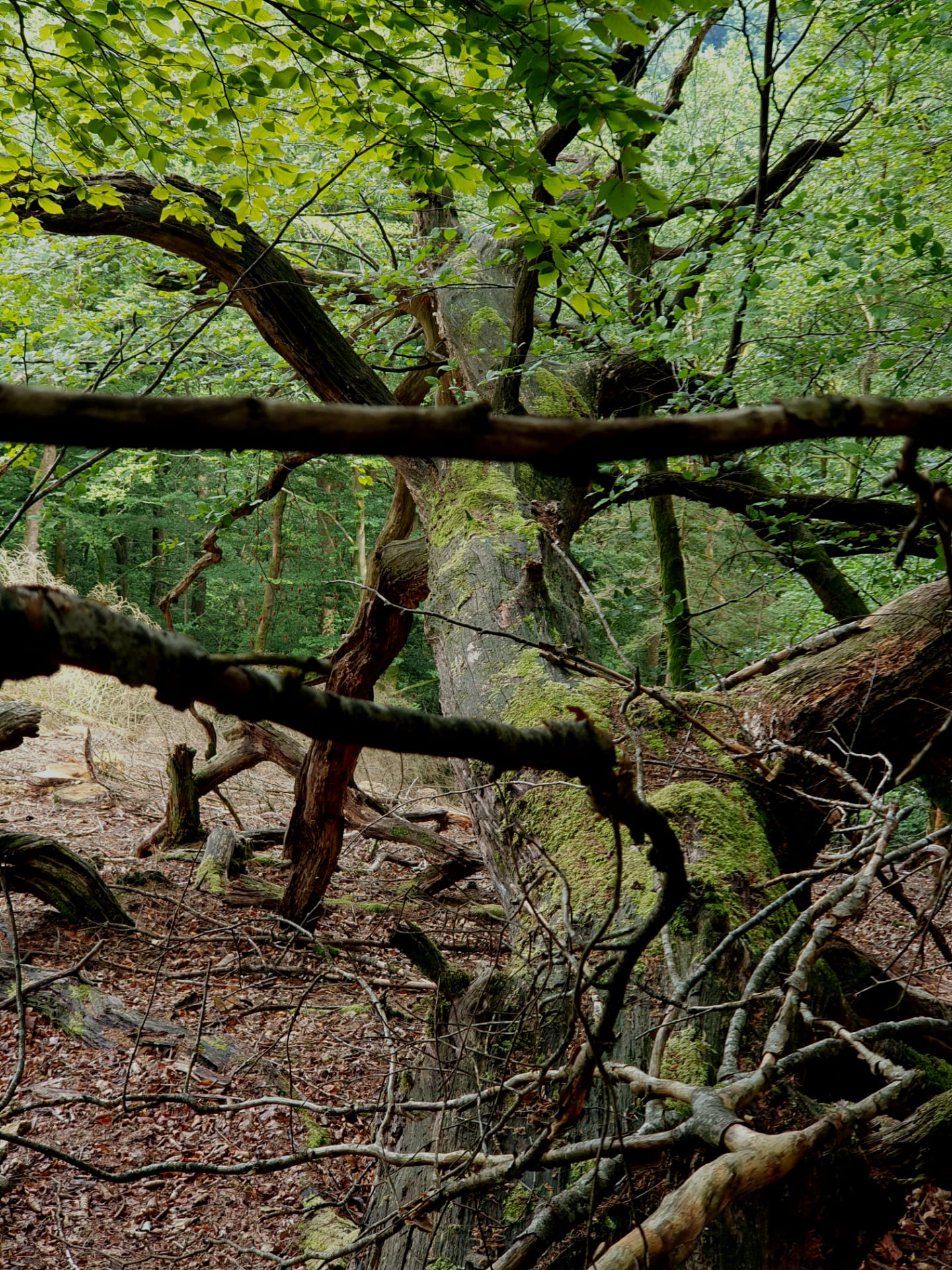 The forest goddess of Belgium: Arduinna – Signe Maene