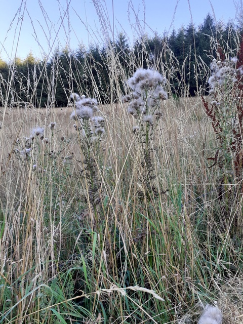 Signe Maene – Writer | Audio dramatist | Short Stories | Folklore Blog